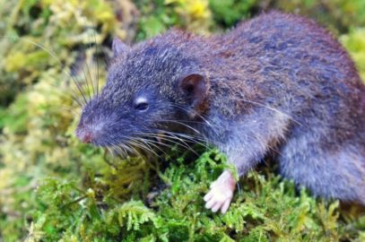 10 Crazy Newly Discovered Living Animal Species - Listverse