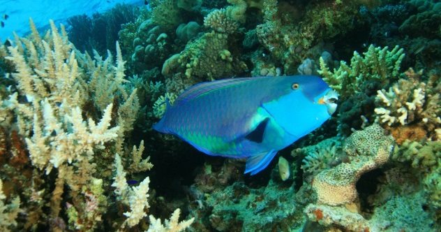 10 Odd Ways Life-Forms Change The World - Listverse