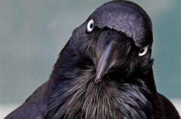 10 Incredible Facts About Ravens - Listverse