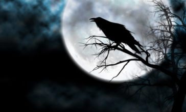 10 Incredible Facts About Ravens - Listverse