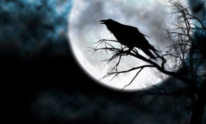 10 Incredible Facts About Ravens - Listverse