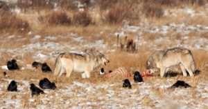 10 Incredible Facts About Ravens - Listverse