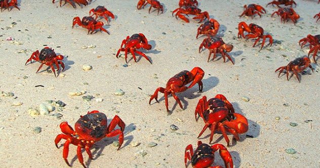 10 Islands With Interesting Animal Populations - Listverse