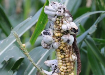 10 Disgusting Delicacies From Around The World - Listverse