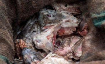 10 Disgusting Delicacies From Around The World - Listverse