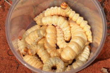 10 More Animals People Eat Alive - Listverse