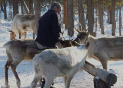 10 Little-Known Facts About Reindeer - Listverse