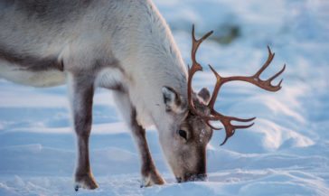 10 Little-Known Facts About Reindeer - Listverse