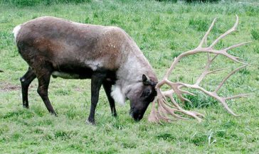 10 Little-Known Facts About Reindeer - Listverse
