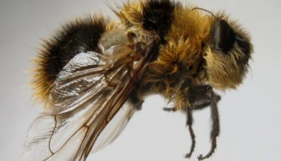 10 Little-Known Facts About Reindeer - Listverse