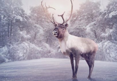 10 Little-Known Facts About Reindeer - Listverse