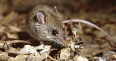 10 Animals That May Not Be As Extinct As We Thought They Were - Listverse