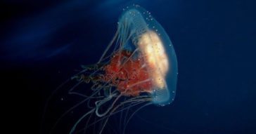 10 Fascinating Uses For Jellyfish - Listverse