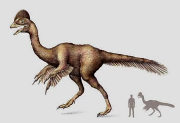 10 Fascinating New Things We Learned About Dinosaurs In 2017 - Listverse