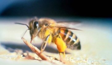 10 Most Terrifying Insects In The World - Listverse