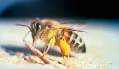 10 Most Terrifying Insects In The World - Listverse