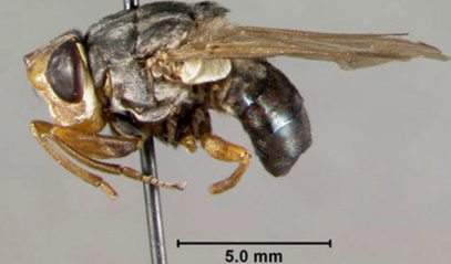 10 Most Terrifying Insects In The World - Listverse