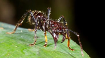 10 Most Terrifying Insects In The World - Listverse