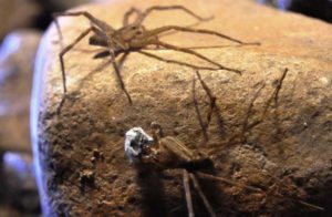 10 Examples Of Gift Giving In The Animal Kingdom - Listverse