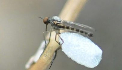 10 Examples Of Gift Giving In The Animal Kingdom - Listverse