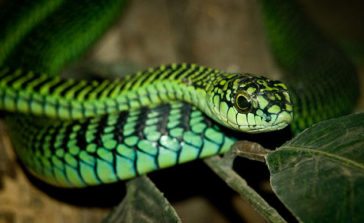 Top 10 Misunderstood Animals You Are Terrified Of - Listverse