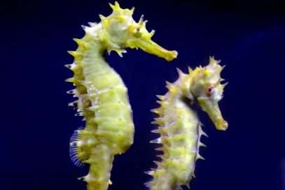 10 Of The World's Most Romantic Animals - Listverse