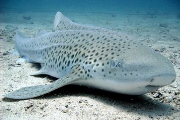 10 Animals Able To Reproduce Via 'Immaculate Conception' - Listverse