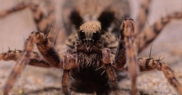 10 Deaths And Serious Injuries Caused By Spiders - Listverse