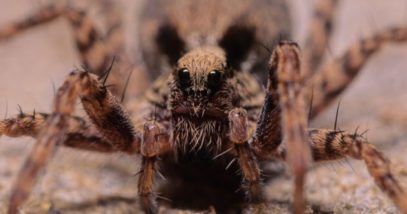 10 Deaths And Serious Injuries Caused By Spiders - Listverse