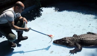 10 Oldest Animals Alive - Listverse