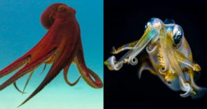 10 More Pairs Of Commonly Confused Animals - Listverse