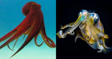 10 More Pairs Of Commonly Confused Animals - Listverse