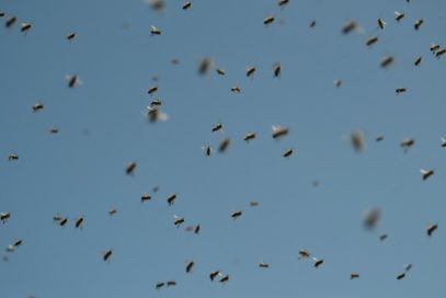 10 Horrifying True Stories Of Murderous Wasps And Bees - Listverse