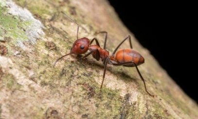 Top 10 Extraordinary Cases of Exploding Animals - Listverse