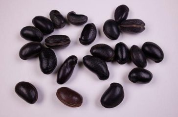 Top 10 Plants That Led To Useful And Lifesaving Drugs - Listverse