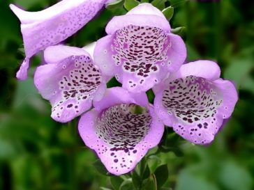 Top 10 Plants That Led To Useful And Lifesaving Drugs - Listverse