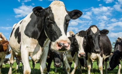 10 Experiments That Have Created Real Human-Animal Hybrids - Listverse