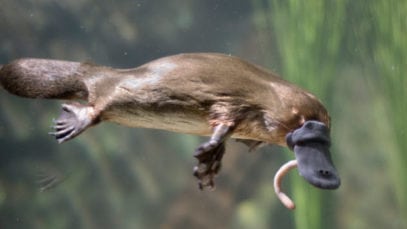 Top 10 Animals With Totally Crazy Body Parts - Listverse