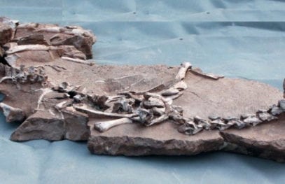 Top 10 Dinosaur Fossils Frozen In Time - Listverse