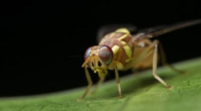 10 Fascinating Facts About The Bugs Living In Your Guts - Listverse