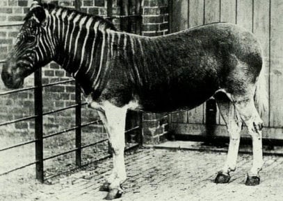 Top 10 Animal Endlings: The Last Of Their Kind Before Extinction ...