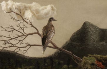 Top 10 Animal Endlings: The Last Of Their Kind Before Extinction ...