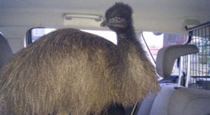 10 Crimes That Weren't Committed By Humans - Listverse