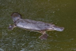 Top 10 Odd Animals - Listverse