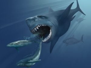 10 Fascinating Facts About The Frightening Megalodon - Listverse