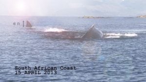 10 Fascinating Facts About The Frightening Megalodon - Listverse