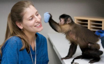 10 Bizarre Helper Animals You Don't See Every Day - Listverse