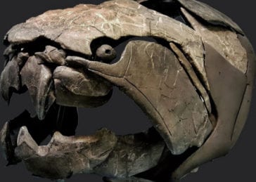 10 Facts About 'Dunkleosteus' That Will Keep You Up At Night - Listverse