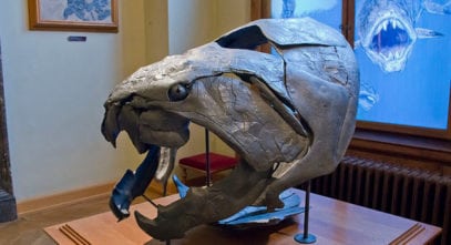 10 Facts About 'Dunkleosteus' That Will Keep You Up At Night - Listverse