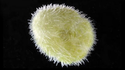 10 Shockingly Small But Adorable Aquatic Creatures - Listverse